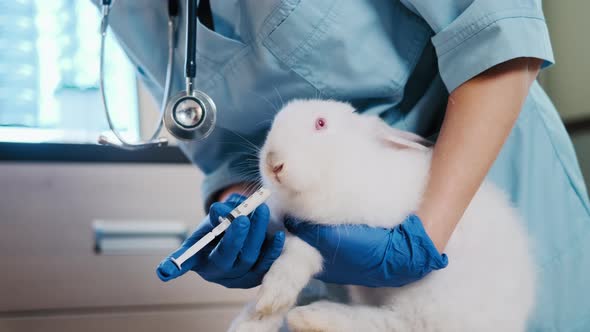 Female Veterinarian Feeding Milk or Drug Syrup with Dropper to Bunny ...