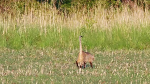 Telephoto shot of a Southern African Wildcat walking across an open ...