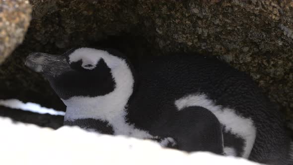 Penguin hiding under a rock., Stock Footage | VideoHive