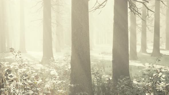 Magic December Forest with Sun Ray Light, Motion Graphics | VideoHive