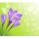 Crocus Flower Background, Vectors | GraphicRiver