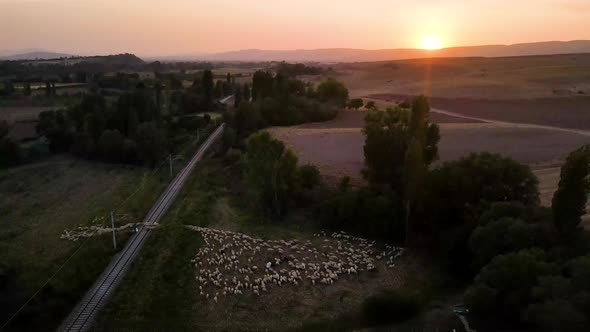 Sheep Crossing the Railroad, Stock Footage | VideoHive