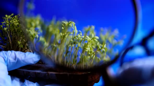 Scientist Examining Microgreens Under a Magnifying Glass in a ...