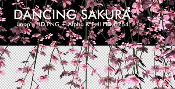 Dancing Sakura, Motion Graphics | VideoHive