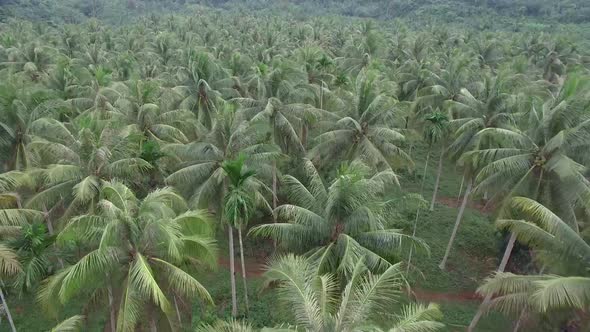 Coconut Field Aerial ShotChumporn Province, Thailand, Stock Footage