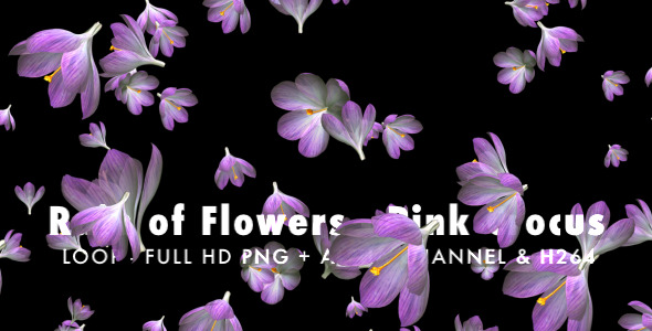 Rain of Flowers - Pink Crocus - Pack of 2, Motion Graphics | VideoHive