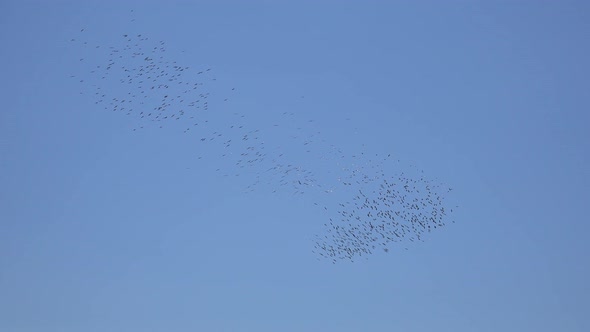 Crowded Flocks of Birds Migrate by Rising and Turning With Thermal Air ...