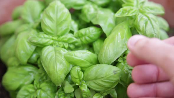 Hand is Touching the Basil, Stock Footage | VideoHive