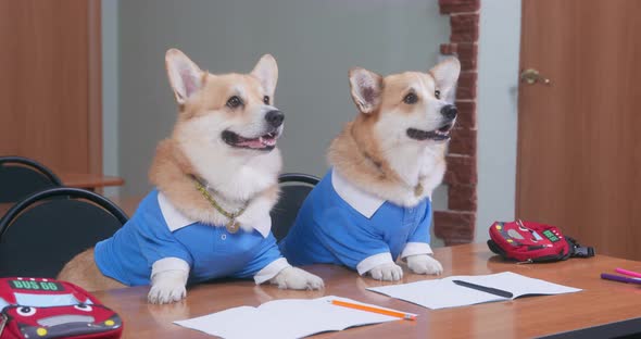 Couple of Corgis in Suits Sits at Desk Listening to Teacher, Stock Footage
