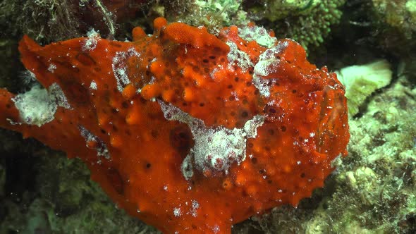 Red warty Anglerfish (Antennarius macuatus) close up on coral reef ...