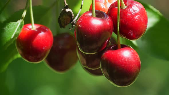 Ripe Overripe Juicy Harvest of Red Cherries on a Tree Branch, Stock Footage
