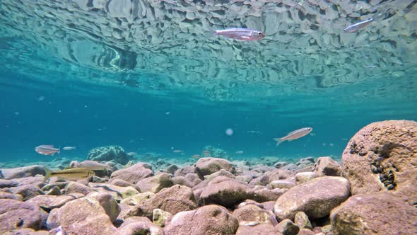 Fish slowly swimming in very clear, transparent, shallow water. Minnows ...