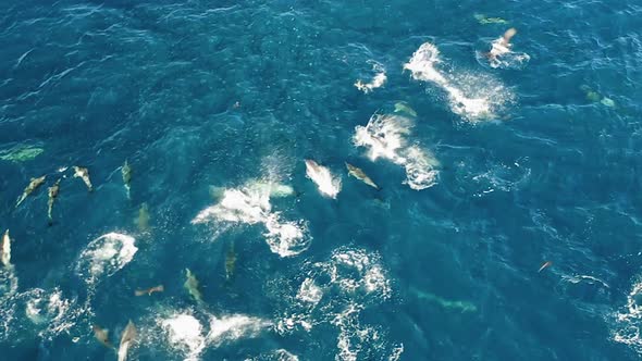 Aerial close up of dolphins attacking and hunting fish in South Africa ...