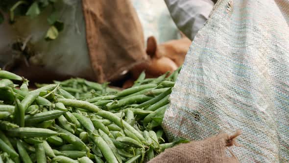 Farmer Sorts and Packs Peas in Pods at Local Market, Stock Footage