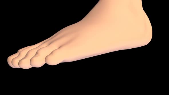 Human Foot Anatomy System, Motion Graphics | VideoHive