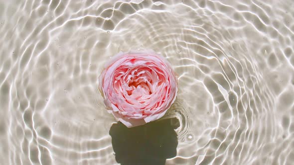 Slow Motion of Falling Pink Rose on Water Surface and Diverging Circles ...