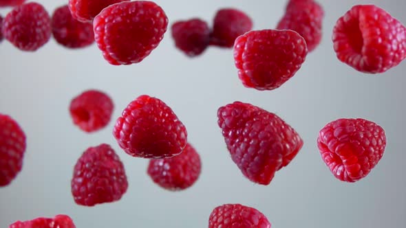 Raspberry Fly on a White Background, Stock Footage | VideoHive