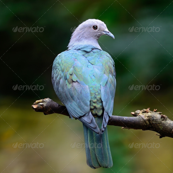 Green Imperial Pigeon Stock Photo by panuruangjan | PhotoDune
