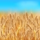 Realistic Wheat Field, Vectors | GraphicRiver