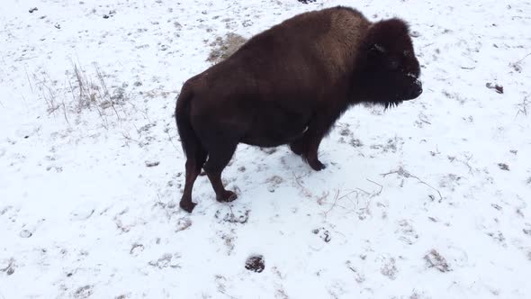bison aerial pull up and away to reveal winter field, Stock Footage