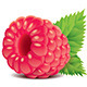Raspberry, Vectors | GraphicRiver