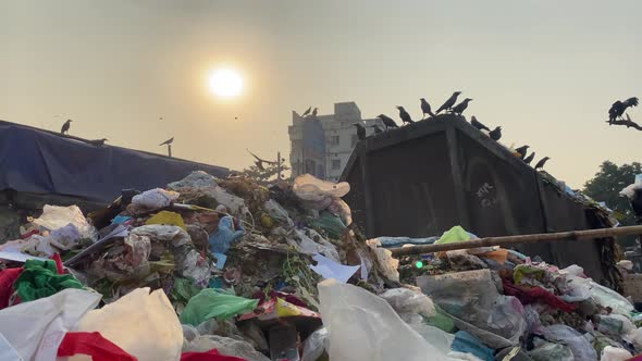 Close-up of a dumpster full of garbage as several crows fly over it in ...