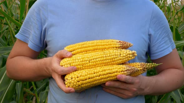 Closeup of a Man Holding His Ripe Corn Crop in His Hands the Farmer ...
