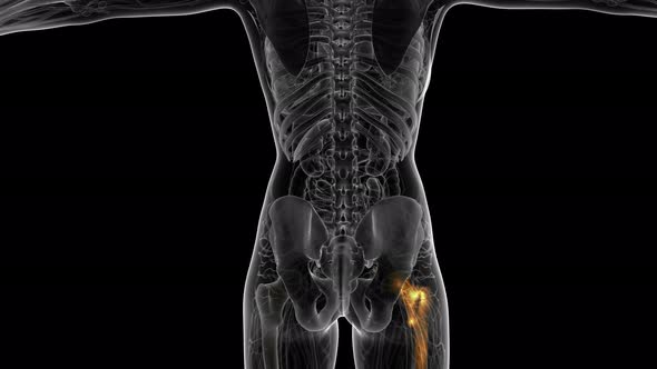 Hip Bones Anatomy Medical Scan, Motion Graphics | VideoHive