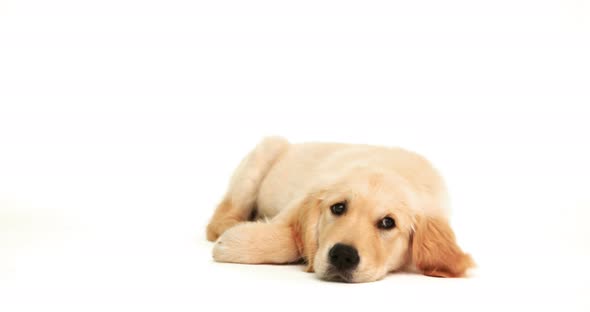 Cute puppy lying down, Stock Footage | VideoHive