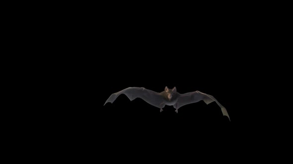 Bat Transition Front Full Hd, Motion Graphics | VideoHive