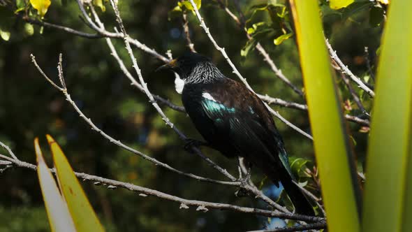 close up of a tui on the branch of a tree, Stock Footage | VideoHive
