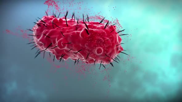 Macrophage bacteria digestion. human digestive system, Motion Graphics