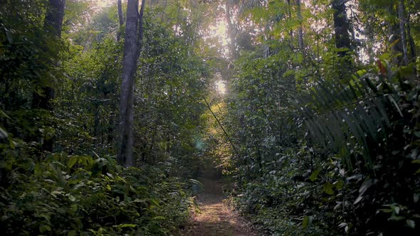 Epic Amazon Jungle Walkthrough, Stock Footage | VideoHive