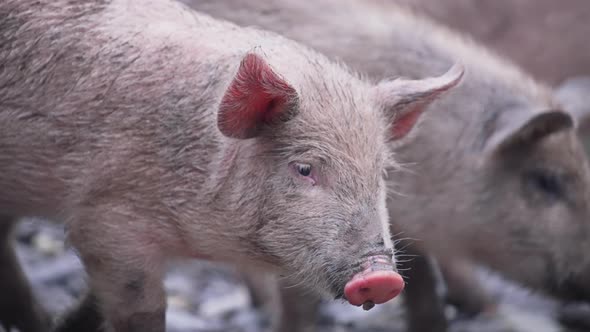 Drove of pigs covered in dirt walking, Stock Footage | VideoHive