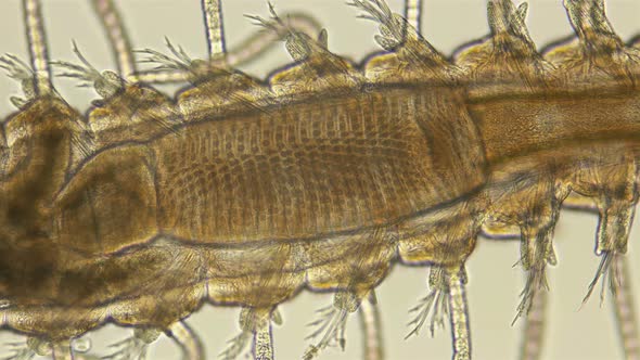 Sea Ciliary Worm Under a Microscope, of the Syllidae Family, Differs in ...