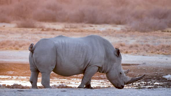 White Rhinoceros Bull Urinating Marking His Territory After Drinking At ...