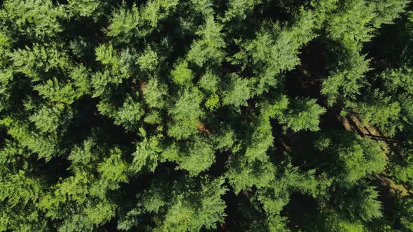 Top down rising flying above treetops on a beautiful green pine ...