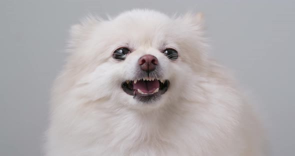 Angry White pomeranian dog, Stock Footage | VideoHive