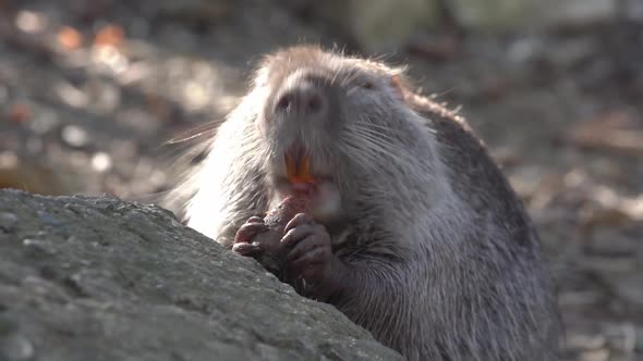 Nutria Eats Pieces of Fresh Carrots in Natural Environment or in ...