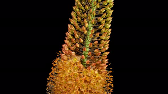 Orange Flower Eremurus Blooming in Time Lapse on a Black Background ...