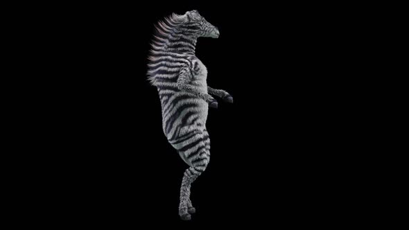 55 Zebra Dancing HD, Motion Graphics | VideoHive