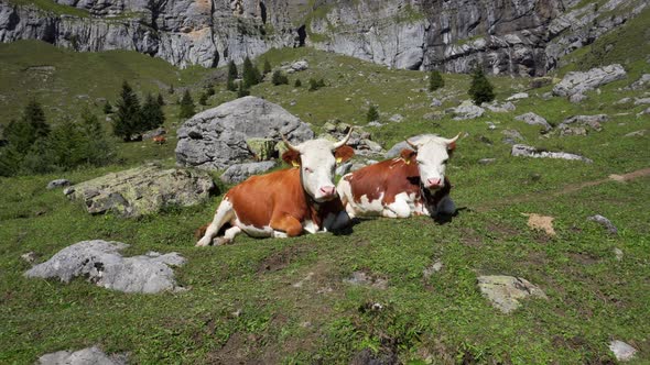 Two cows are ying in the green lush meadow in the swiss alps and ...