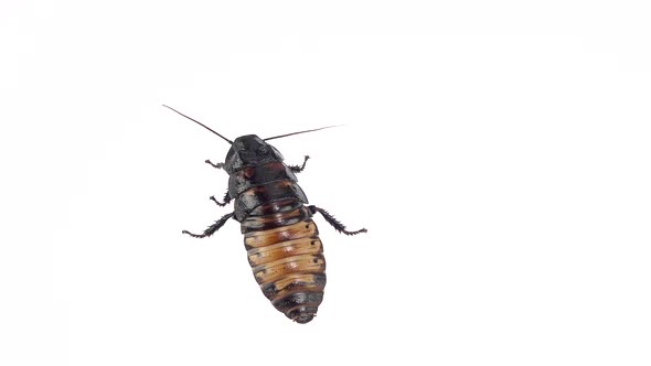 Cockroach Stands in One Place. White Background. Close Up. Slow Motion ...