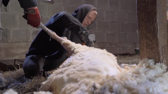 Farmer Shearing Wool from a Sheep in a Barn House with Electric ...