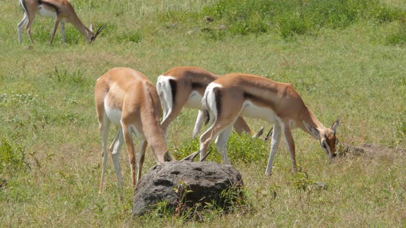 Gazelles eating grass in Serengeti National Park, Tanzania, Stock Footage