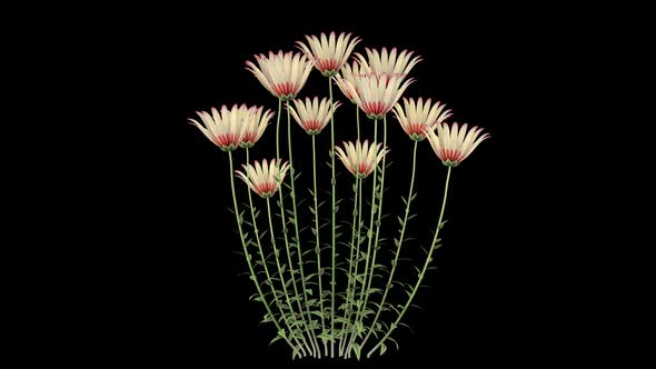 Flower Grow, Motion Graphics | VideoHive