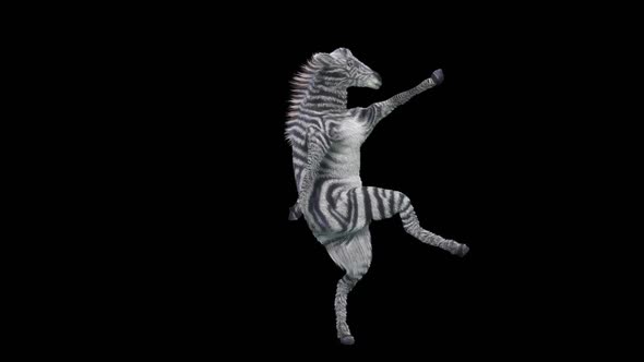 35 Zebra Dancing HD, Motion Graphics | VideoHive