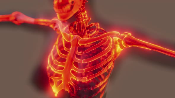 Glow Skeletal Bones of Human, Motion Graphics | VideoHive