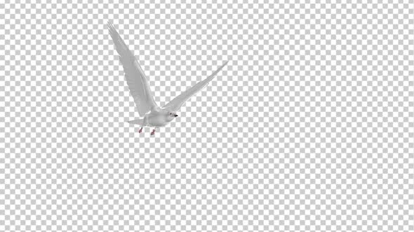 White Dove - Flying Loop - Side Angle, Motion Graphics | VideoHive