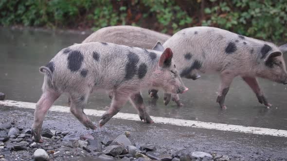 Drove of pigs crossing the road, Stock Footage | VideoHive